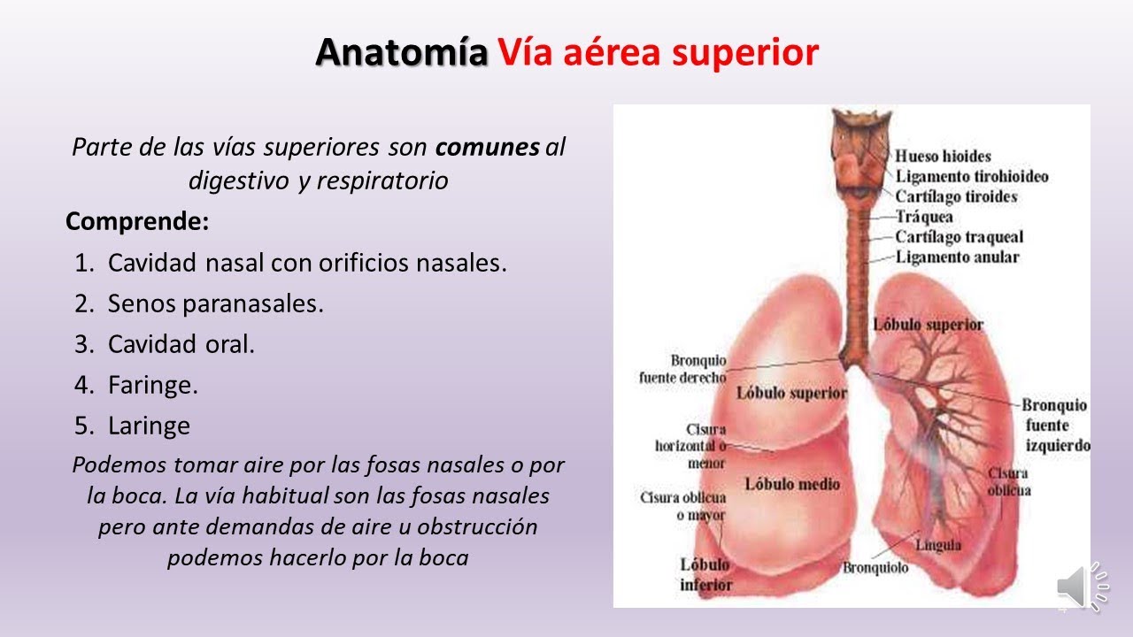 Anatomía Del Sistema Respiratorio Inferior Órganos Que Intervienen