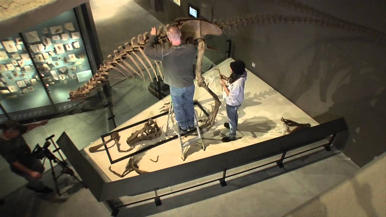 Lythronax Skeleton Time Lapse NHMU - YouTube