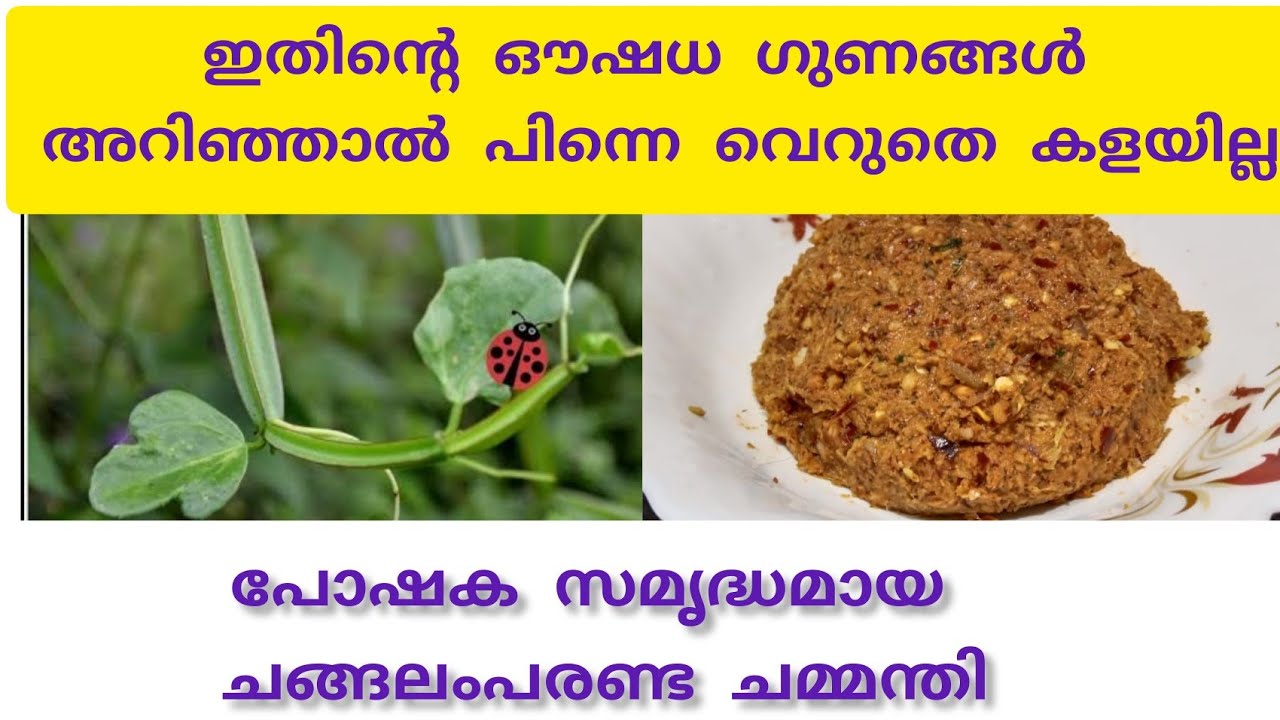ചങ്ങലംപരണ്ട ചമ്മന്തി || Bone Setter ||Changalamparanda Chutney Recipe ...