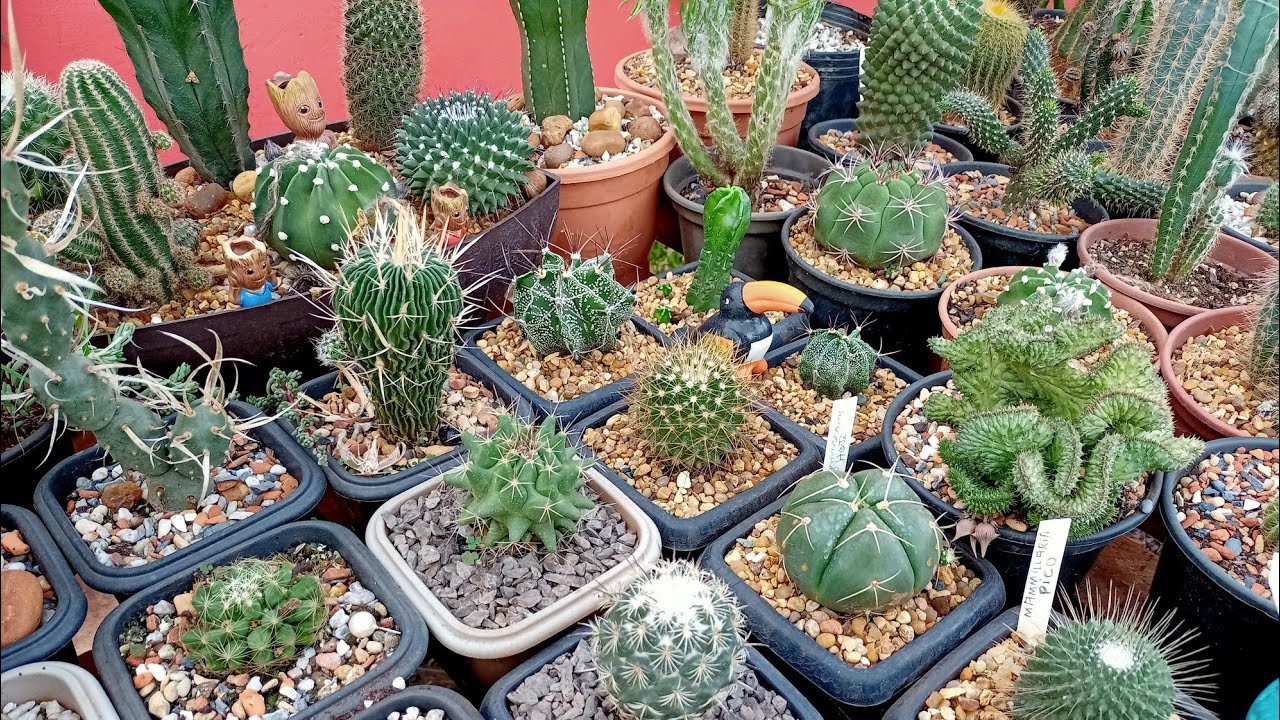 Cactos raros da minha coleção e dicas para vocês - YouTube