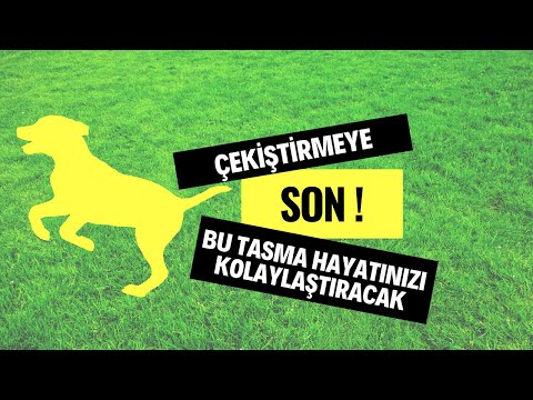 Çekiştiren Köpekler İçin Tasma | Hangi Tasmayı Tercih Etmeli? | Easy Walk Tasma Analiz ve Yorum 🐶