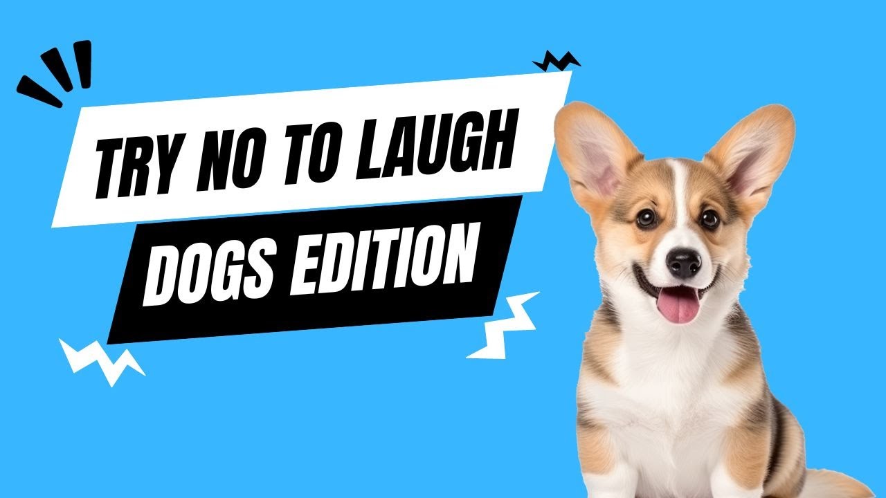 Try not to laugh, Dogs edition! - Funny dogs videos - YouTube