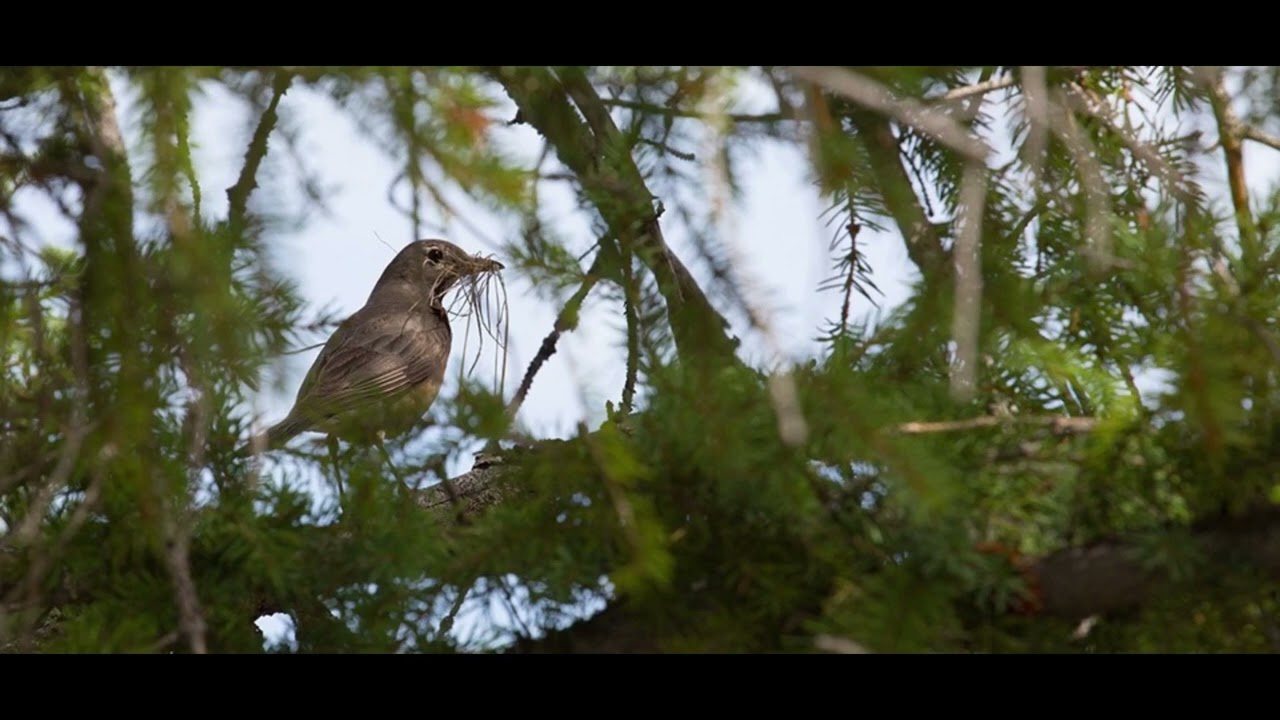 American Robin (bird) sound - Relax sounf of an american robin - YouTube