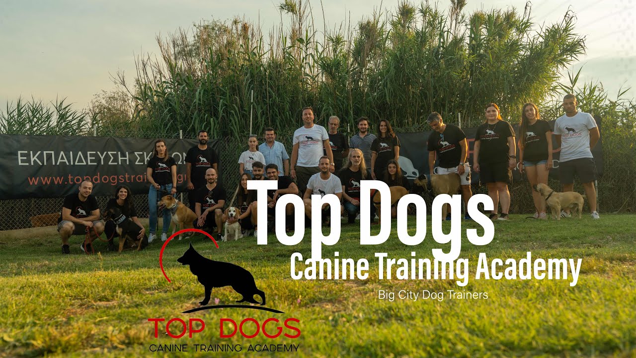 ΣΧΟΛΗ ΕΚΠΑΙΔΕΥΤΩΝ ΣΚΥΛΩΝ TOP DOGS CANINE TRAINING ACADEMY - YouTube