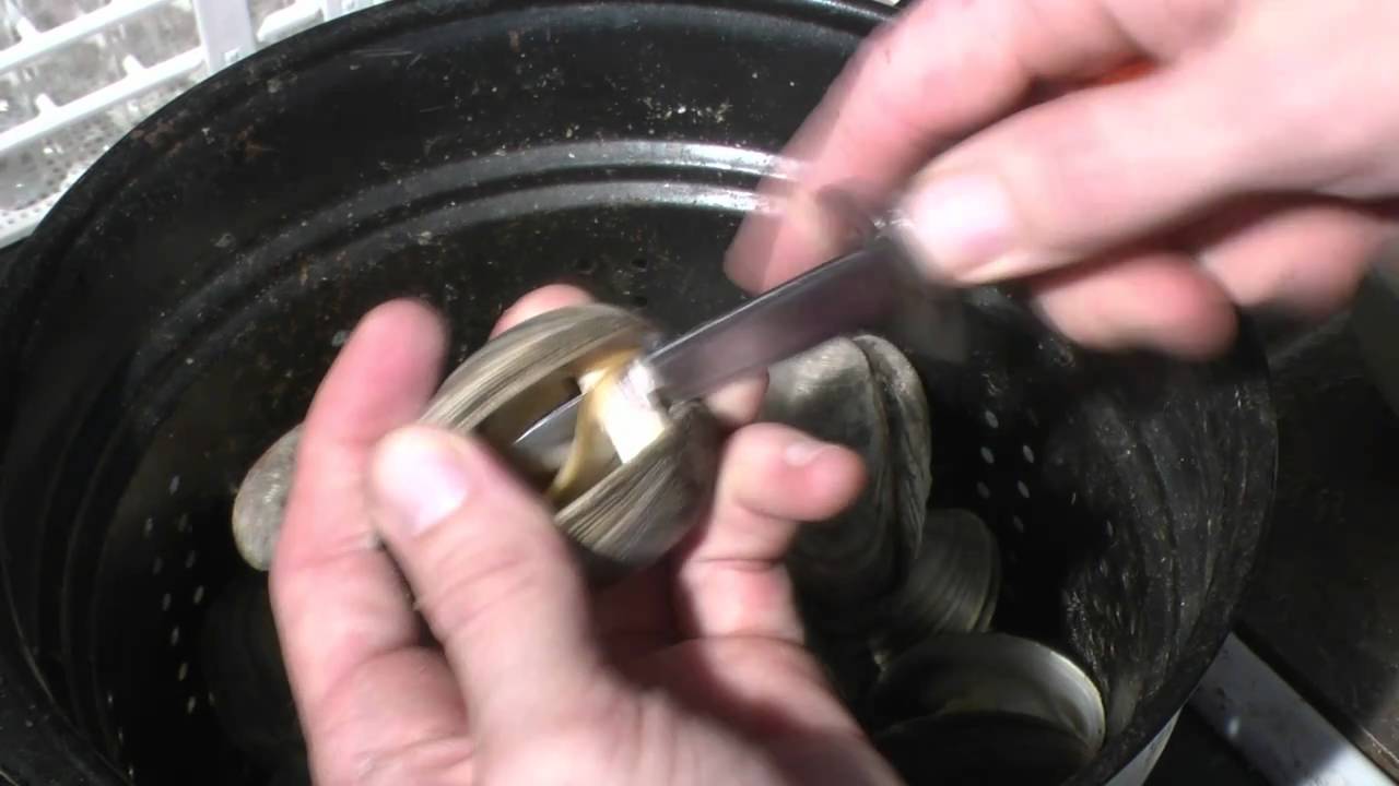 Shucking Steamed Clams demonstration - YouTube