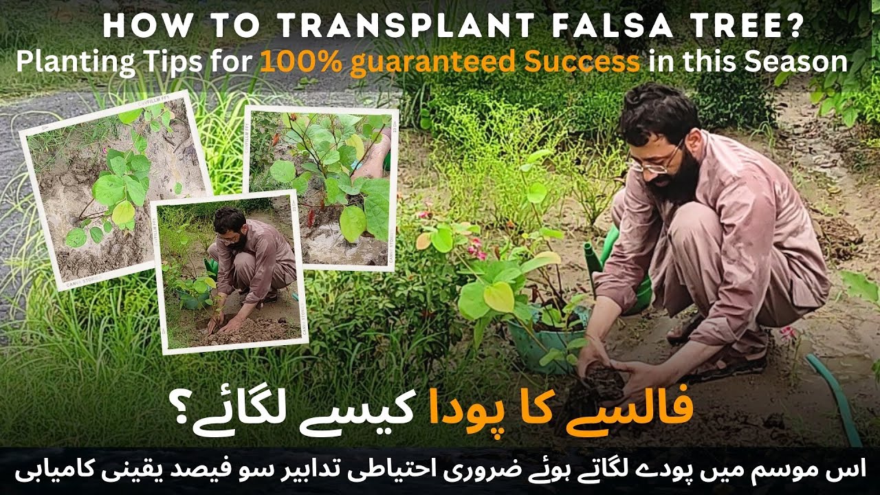 How to transplant Falsa Tree? Planting tips for 100% guaranteed success ...