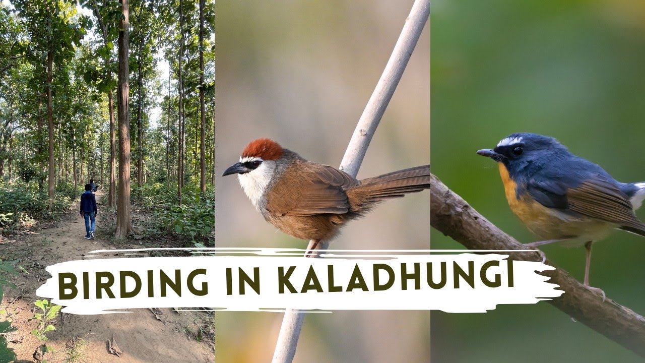Rare Birds of Kaladhungi | we found critically endangered birds ...