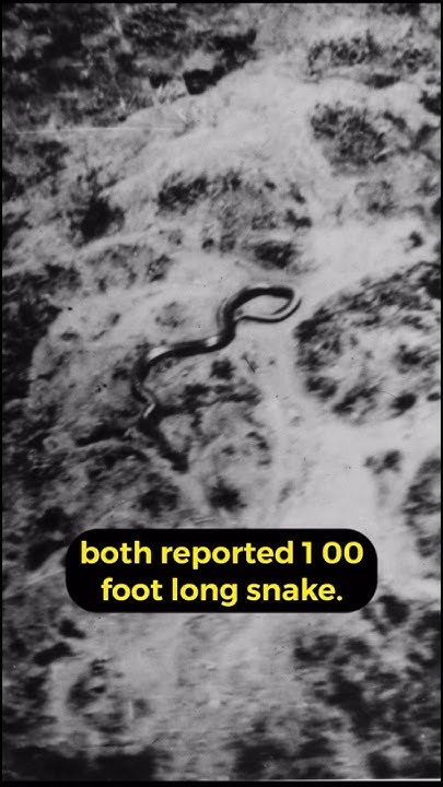 The Biggest Snake Of All Time - Joe Rogan And Forrest Galante - YouTube