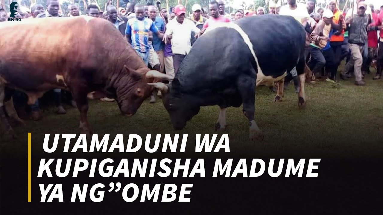 Utamaduni wa kupiganisha madume ya Ng'ombe.😁😁 - YouTube
