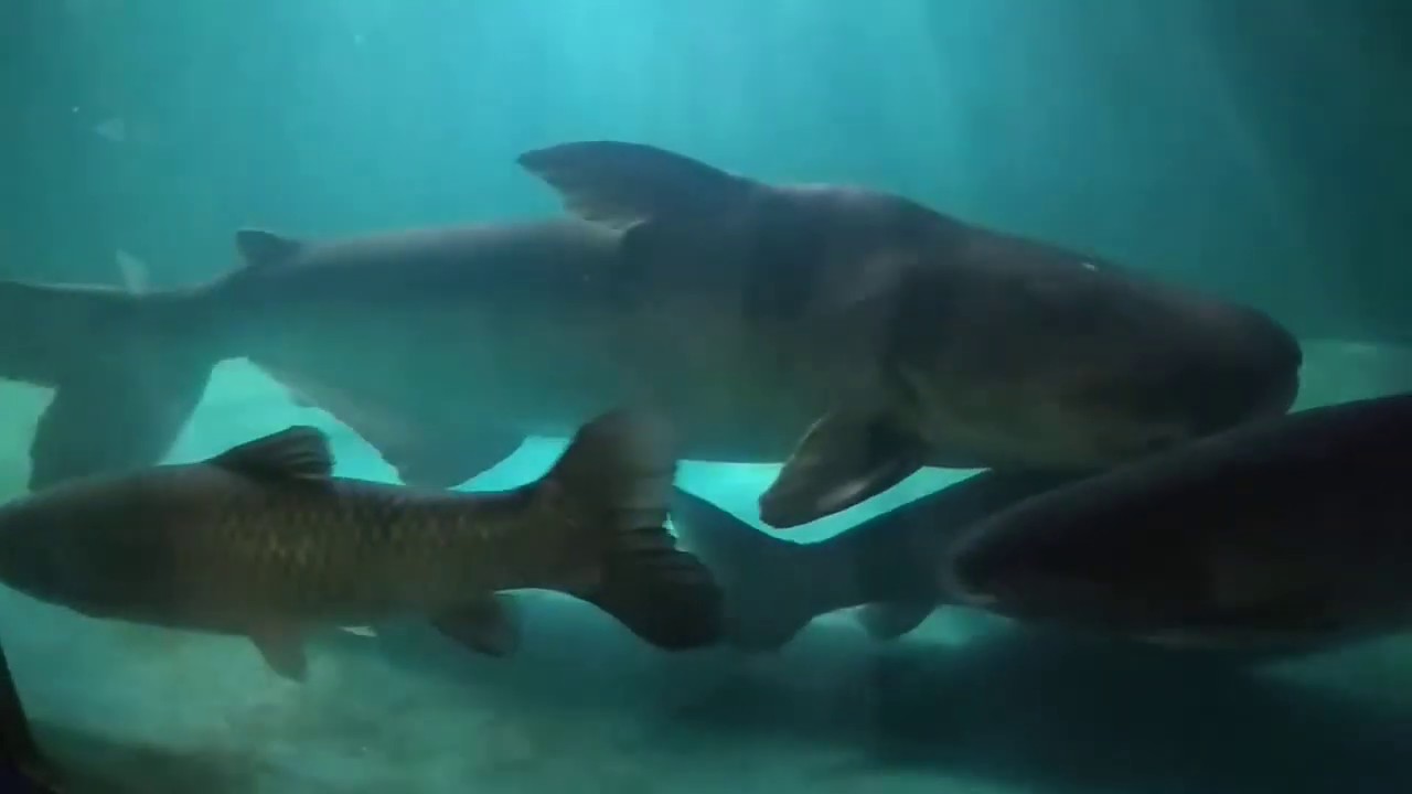 এতো বড় রিটা মাছ কেউ দেখেনি আগে নিশচ্রয়ই. Most biggest Giant Rita fish ...