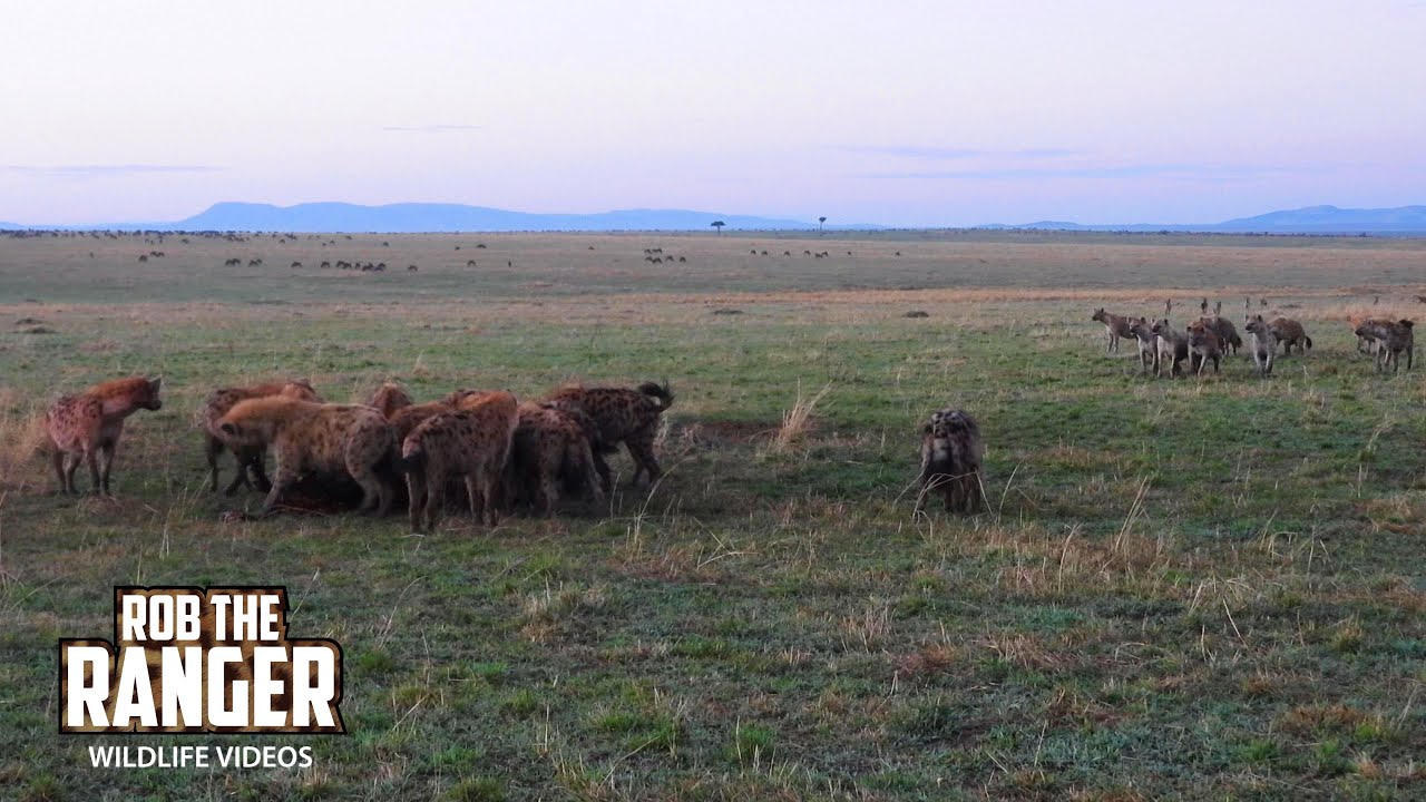 Hyenas Chase Rival Clan From A Carcass | Maasai Mara Safari | Zebra ...
