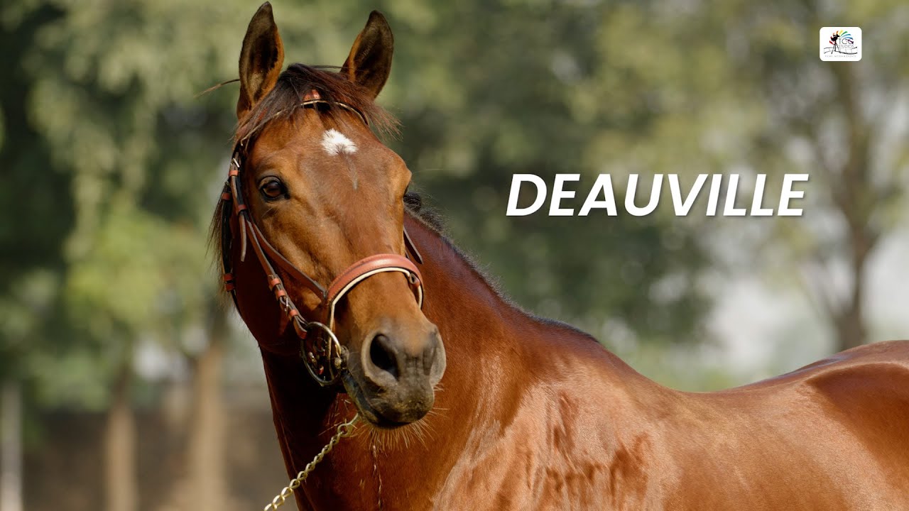 DEAUVILLE | New Stallion at Usha Stud Farm - YouTube