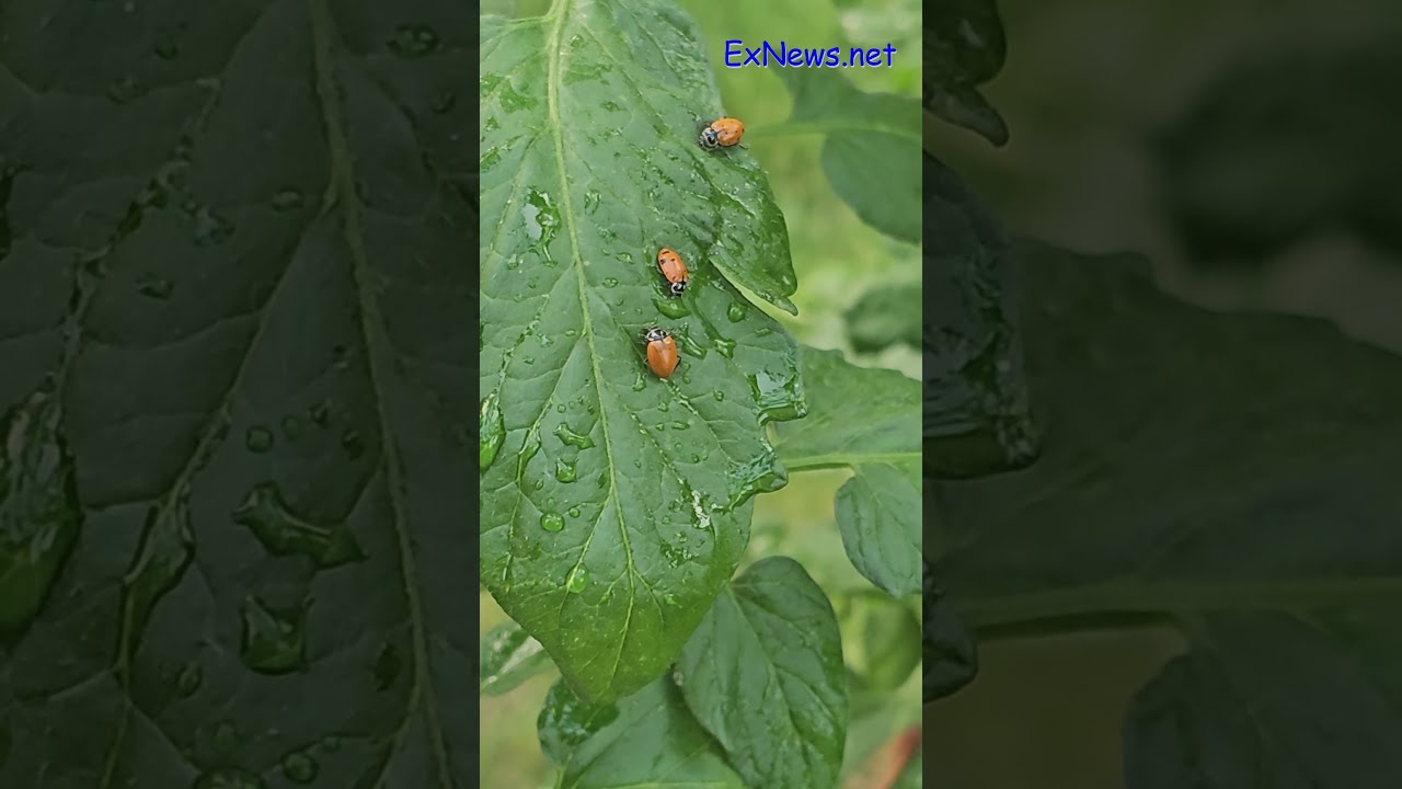 Ladybugs for Aphid Control on Tomato Plants