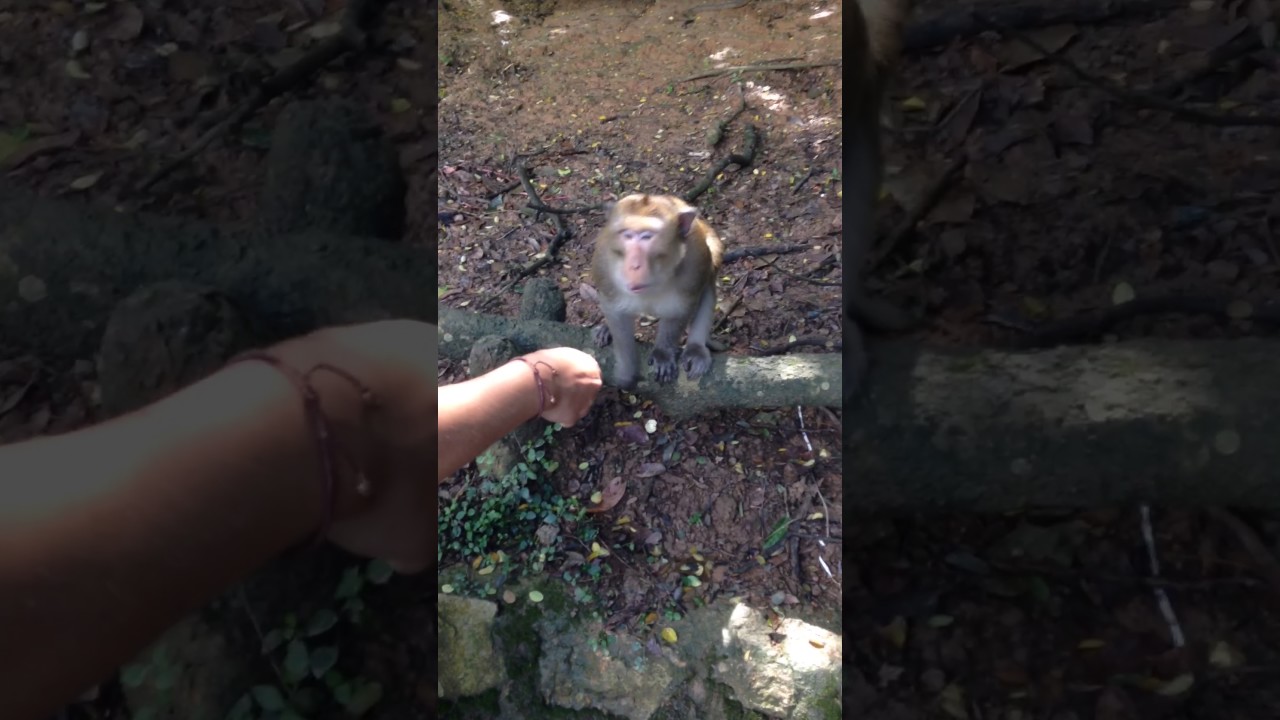 Troll monkey 🙈 - YouTube