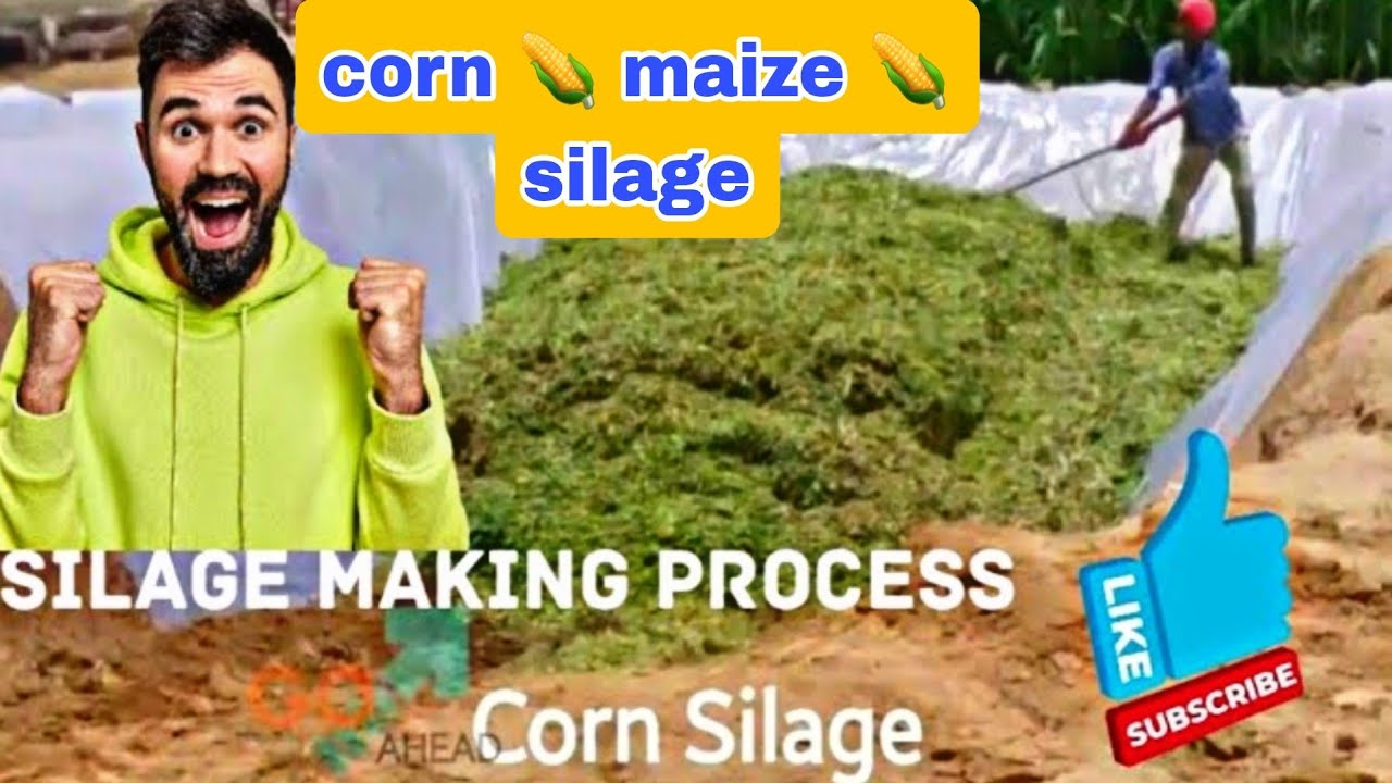 Healthy #Silage Making Video 📹 | Silage Making Process - YouTube