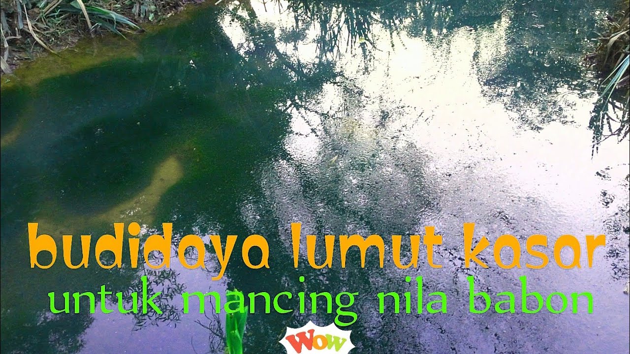 cara budidaya lumut di rumah, cara budidaya lumut untuk mancing, # ...