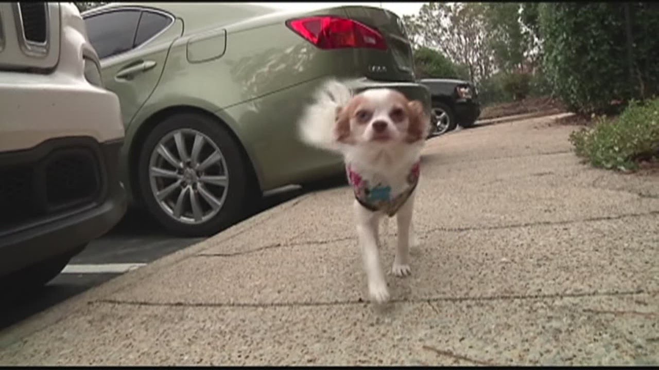 Animals can get frostbite - YouTube