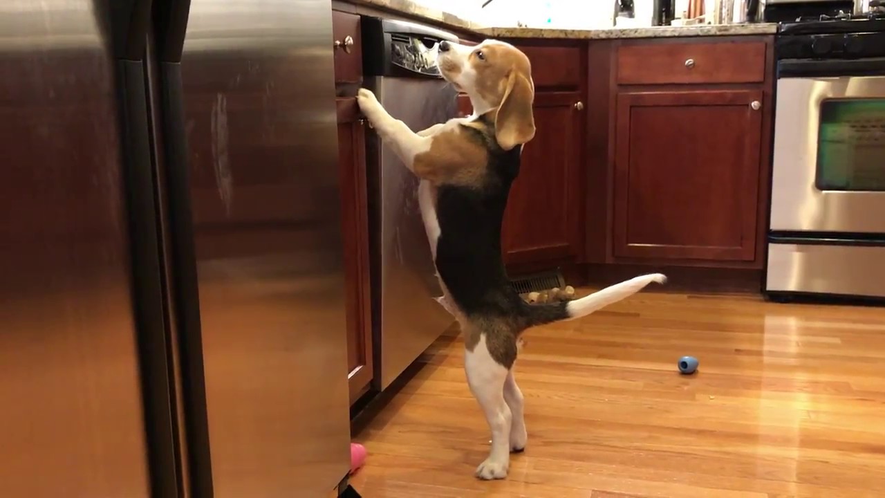 Beagle puppy counter-surfing - YouTube