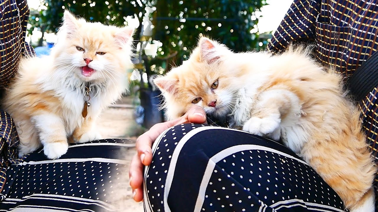 How Lovely!! Kitten Simba is VERY adorable and intelligent💕🌿😺 - YouTube