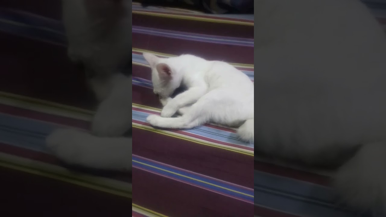 Ang pusang may alipunga, chaaarr 😁 😜 😀 - YouTube