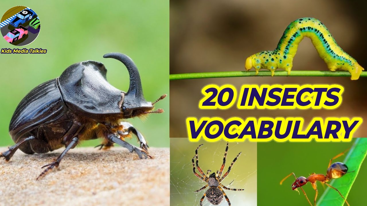 🐞20 Insects vocabulary||Learn Insects Name #insects #learn #educational ...
