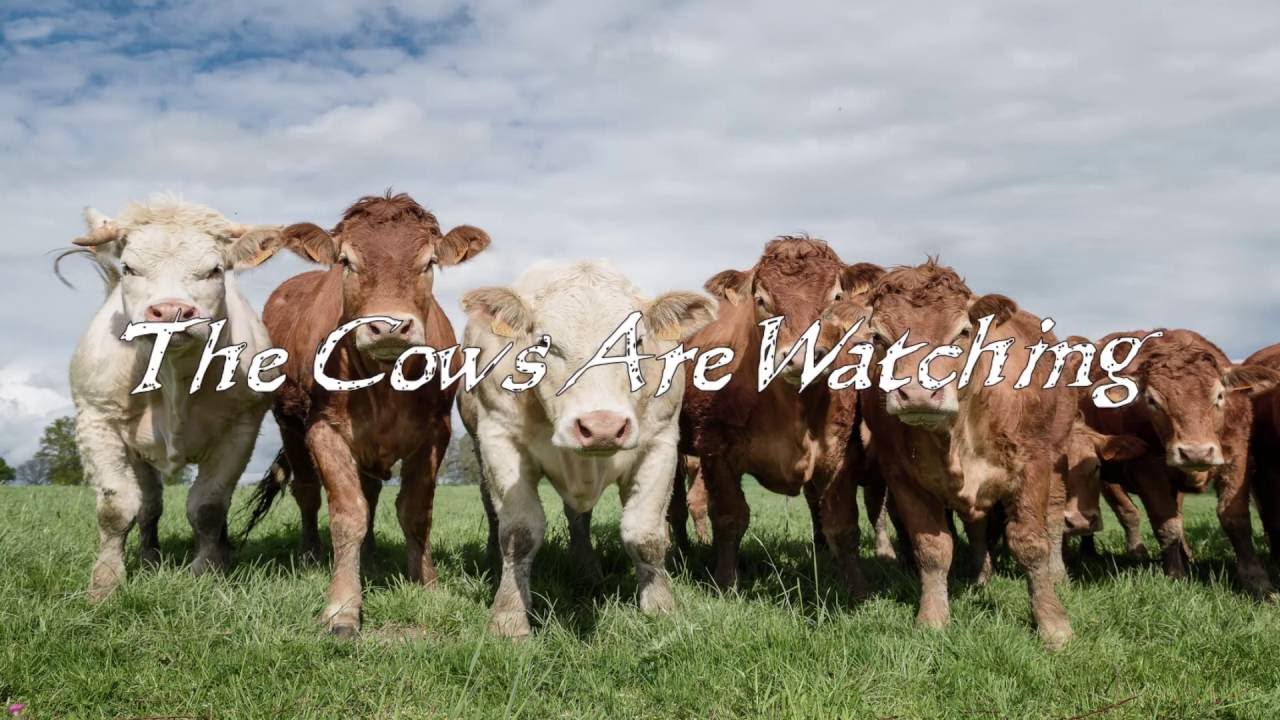 The Cows Are Watching Trailer - YouTube