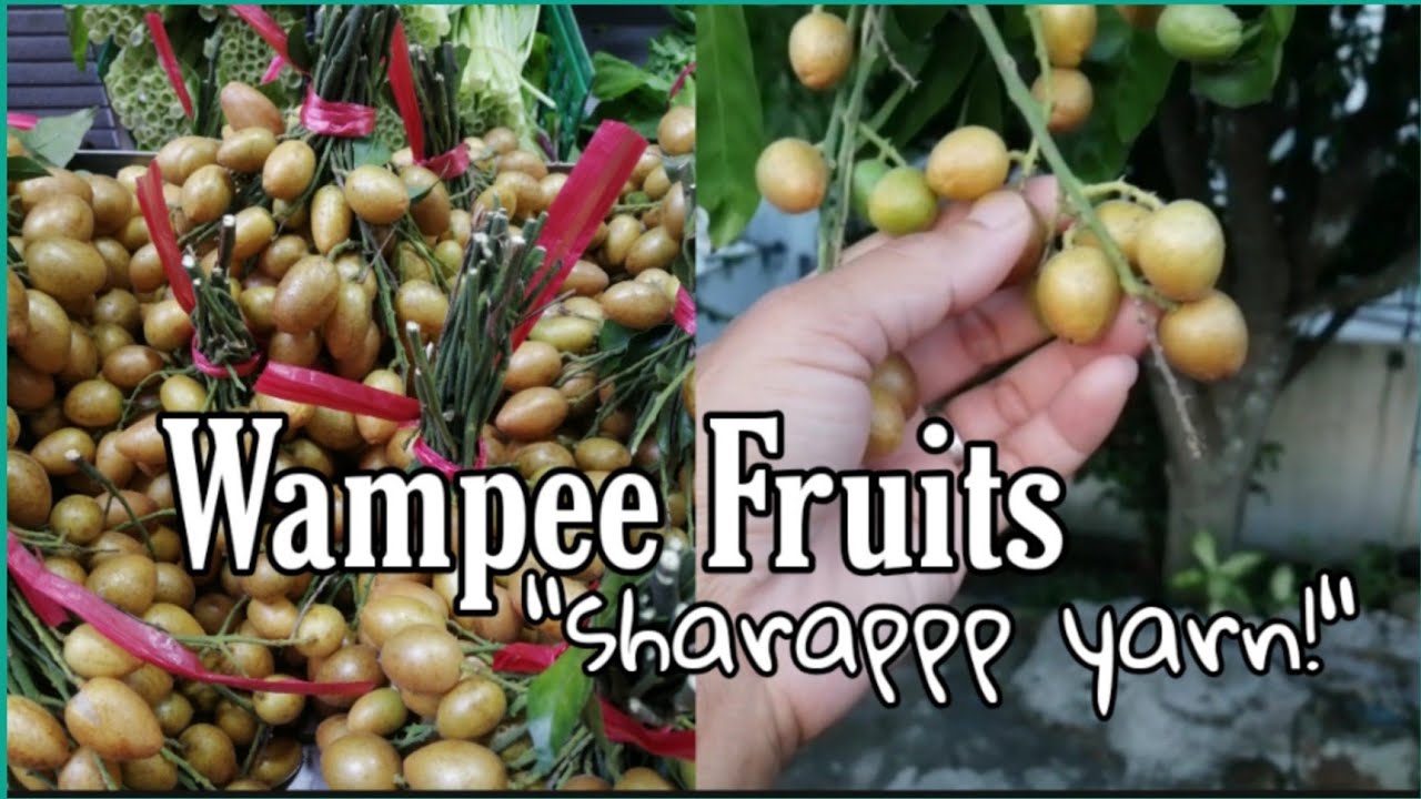 WHAT IS THE TASTE OF WAMPEE FRUITS? | wampee tress | wacky ramos - YouTube