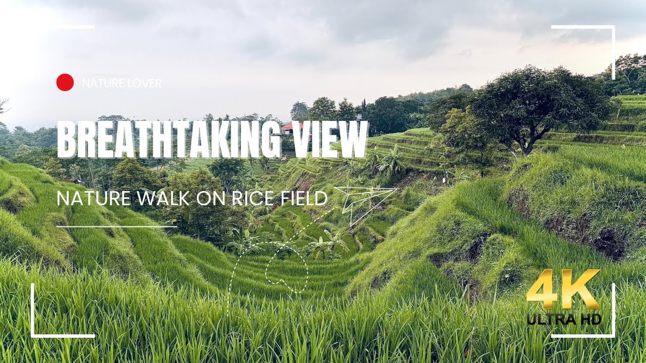 Breathtaking nature walk on rice field | 4K - YouTube