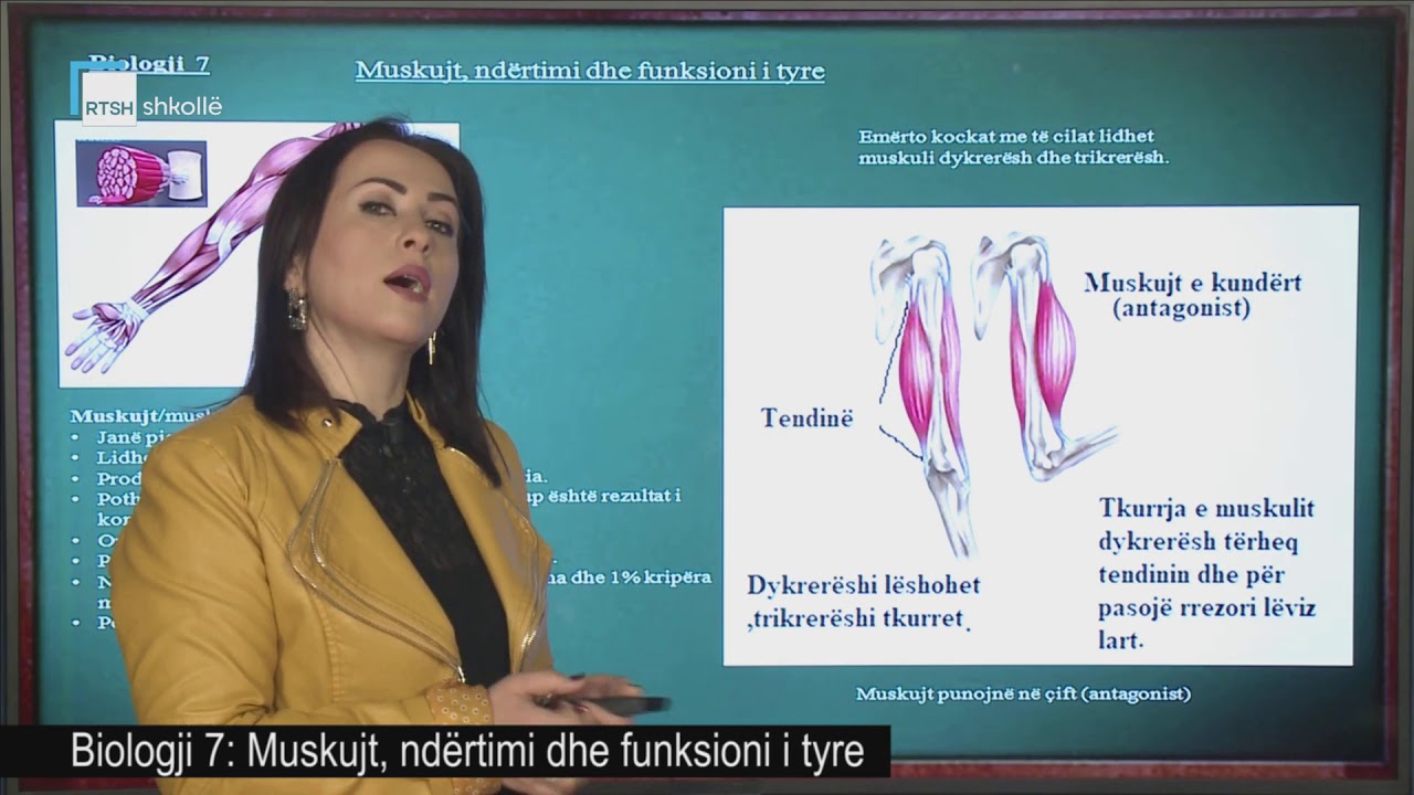 Biologji 7 - Muskujt, ndërtimi dhe funksioni i tyre - YouTube