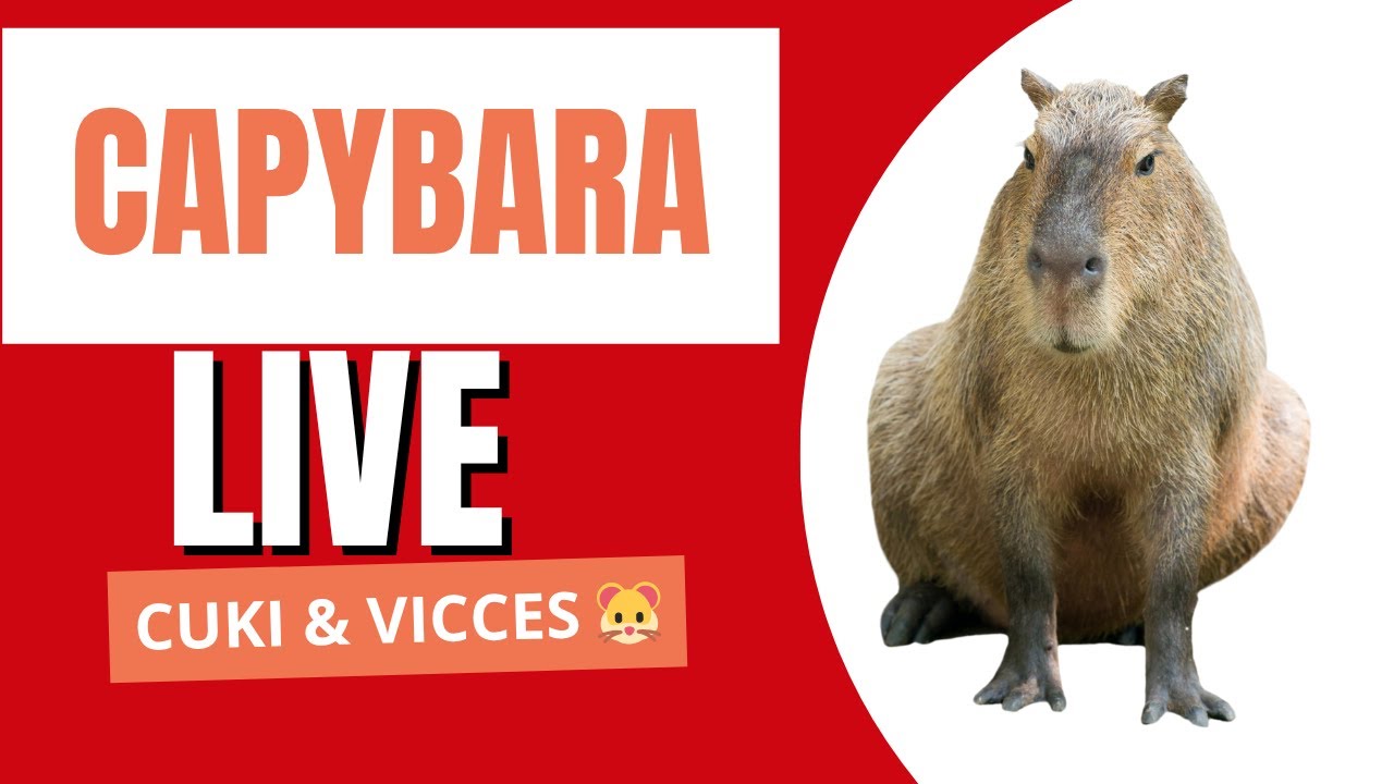 Kapibara Live 🐹💖 Vicces és Cuki Pillanatok – Nézd Élőben! #Capybara # ...