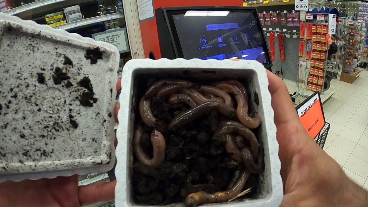 Amazing Fishing Springbank Park Summer 2020 live worms - YouTube