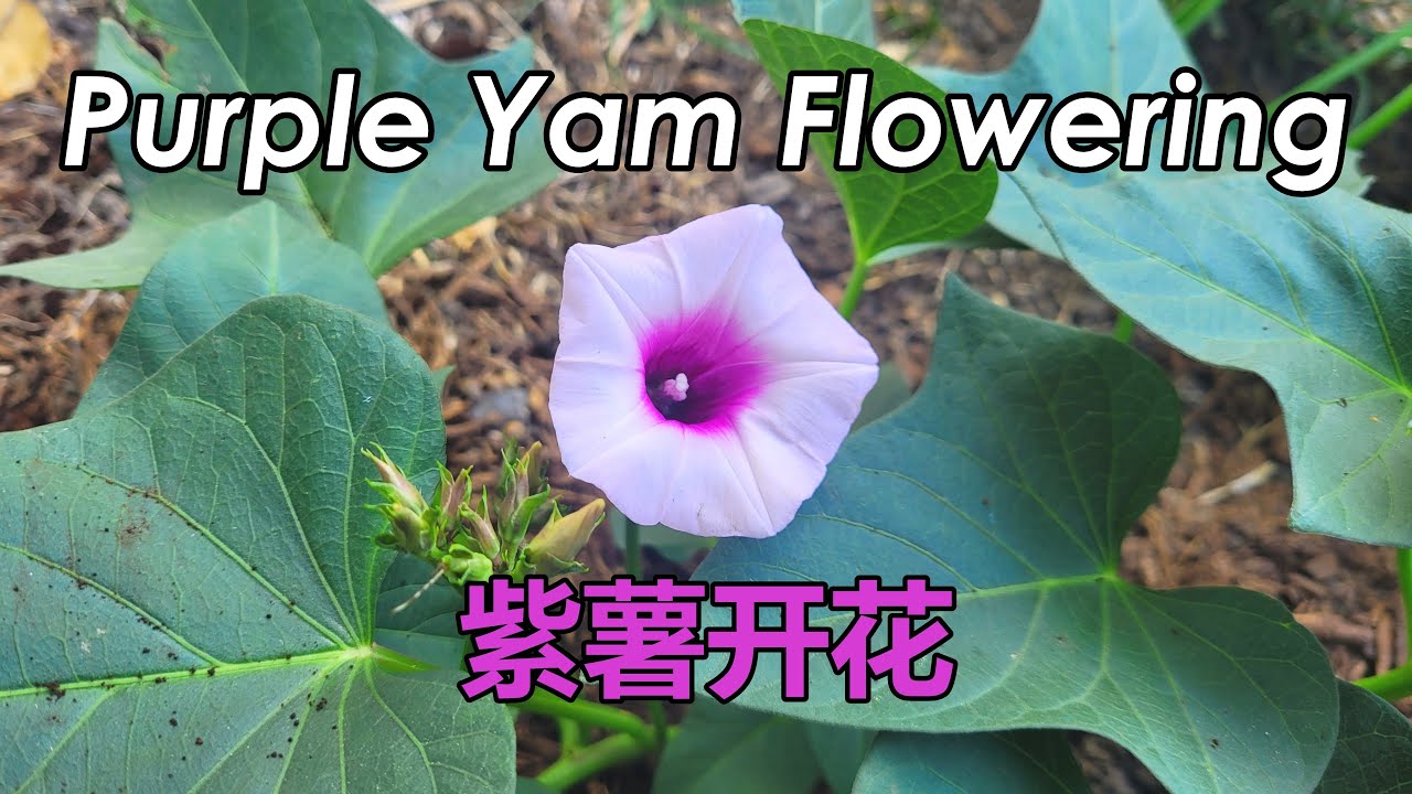 Why My Purple Yam Is Flowering | Growing Purple Sweet Potatoes | Purple ...