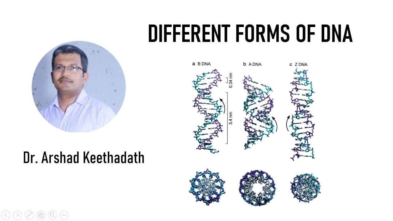DIFFERENT FORMS OF DNA - A, B & Z DNA - YouTube