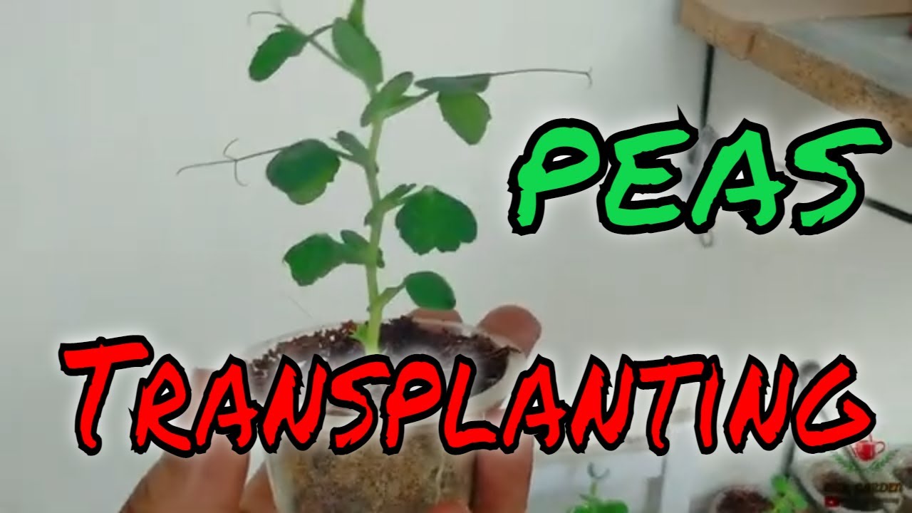 Peas/Matar Plants Transplanting | Grow Peas/Matar at Home | HSM GARDEN ...