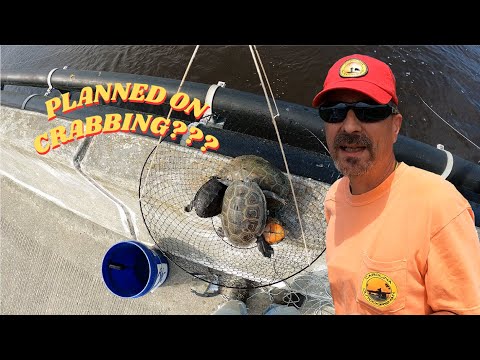 Adventures in Crabbing Turned Turtle-tastic! - YouTube