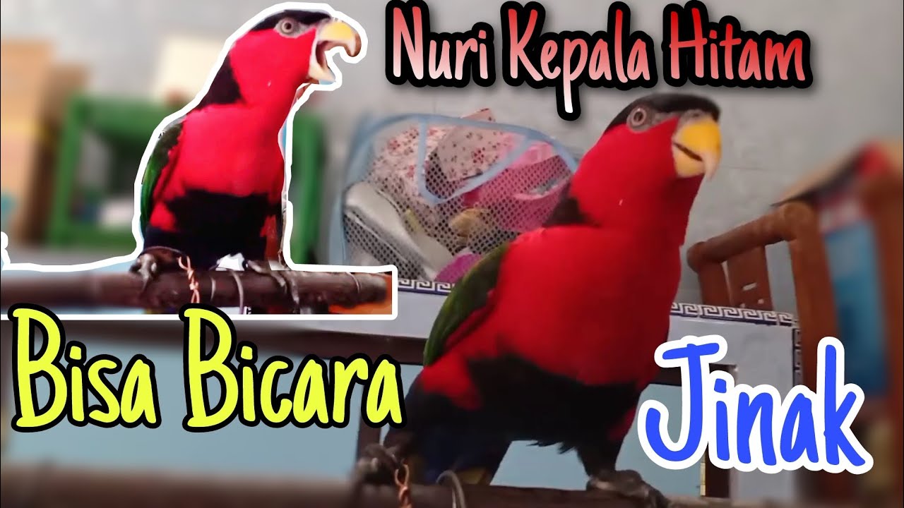 3 cara mudah untuk melatih dan menjinakkan burung nuri kepala hitam, di ...