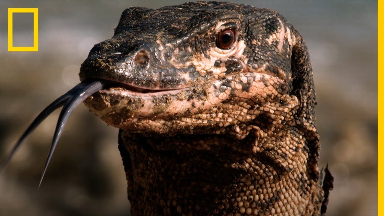 VARANOS ACUÁTICOS, uno de los lagartos más INTELIGENTES del mundo ...