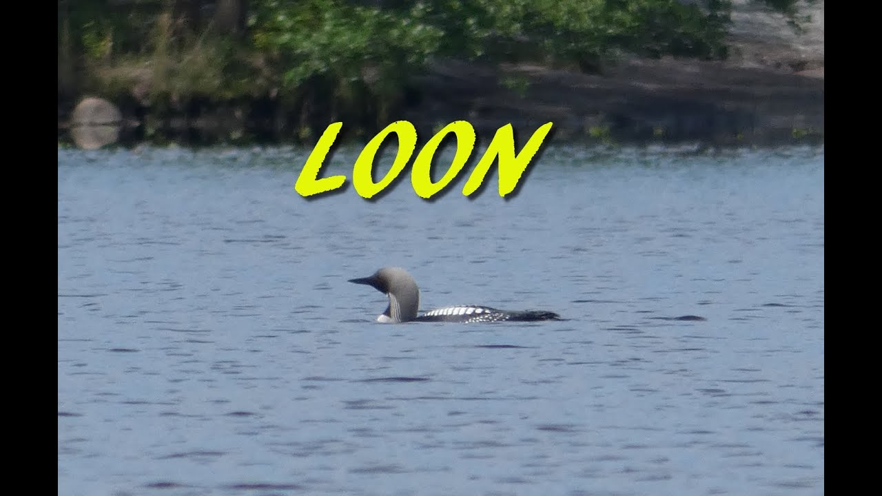Loon - YouTube