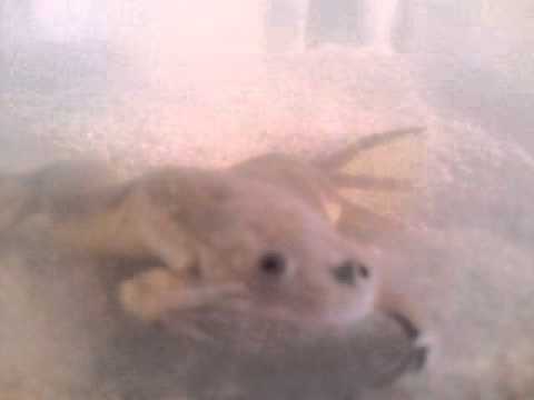 Xenopus laevis (African clawed frog) male mating call - YouTube