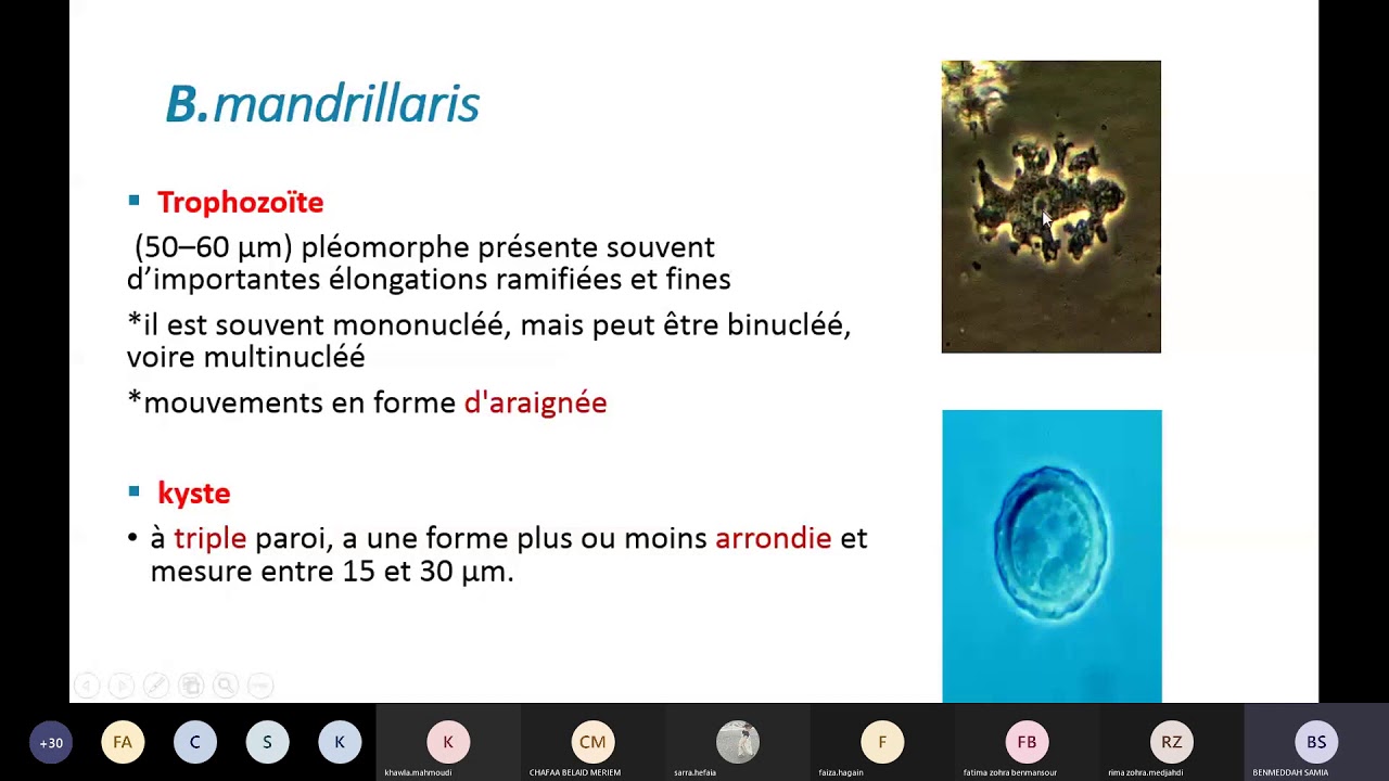 Amibes libres - YouTube