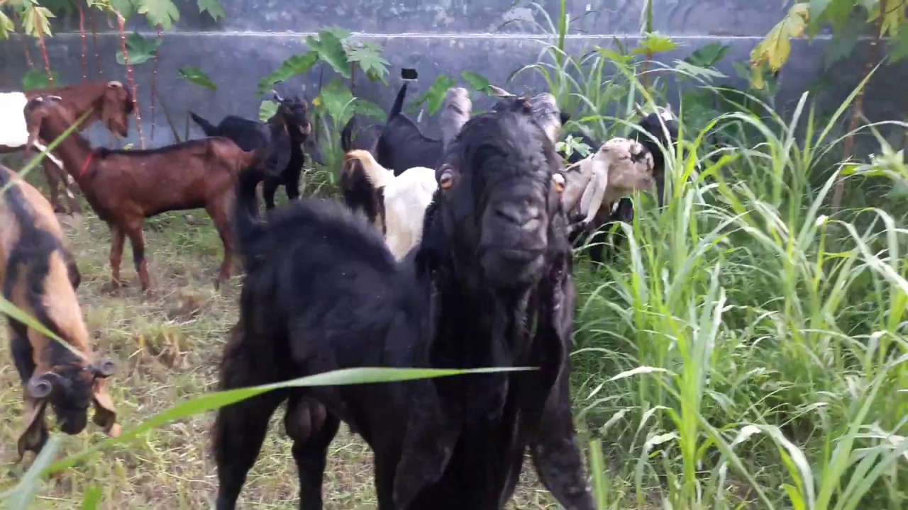 FNF GOAT FARM - YouTube