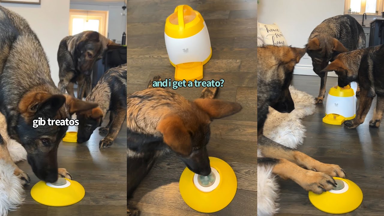 Dogs Learn To Press Button For Treats - YouTube