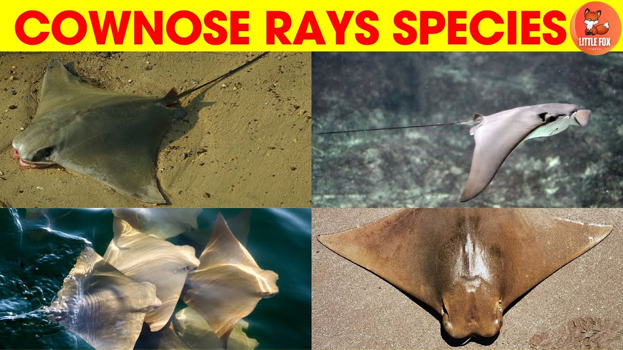 Different Types of Cownose Rays Species Name in English for kids # ...