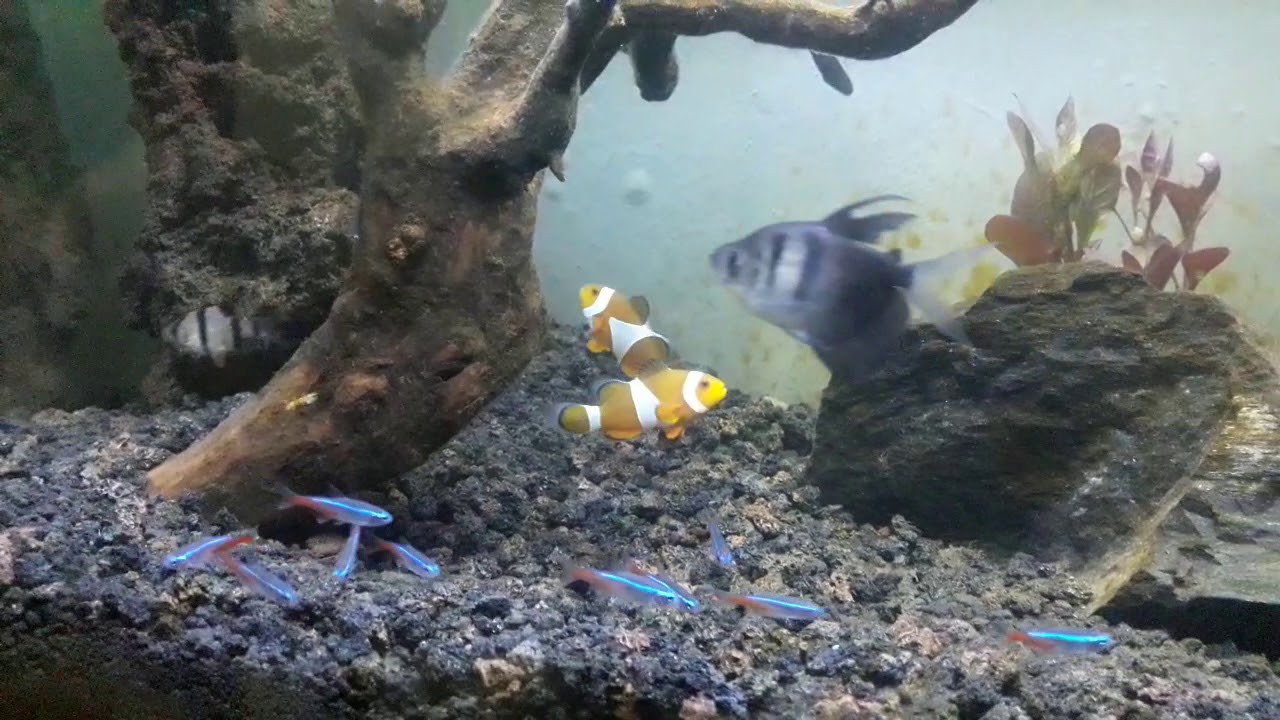 Ikan nemo di air tawar - YouTube