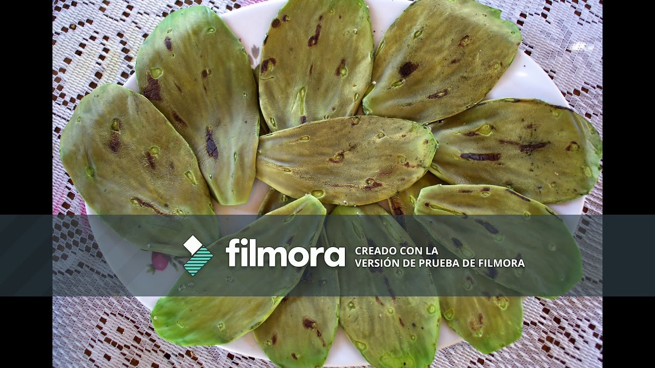 Propiedades del Nopal y la Sabila - YouTube