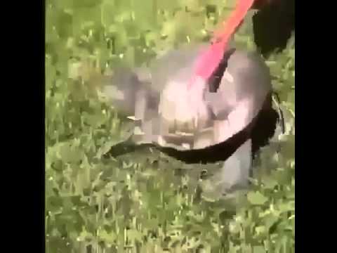 Yay turtle - YouTube