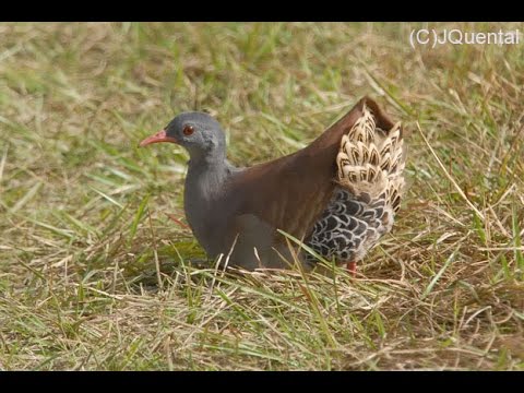 Tavşan  Keklik avı chukar Rabbits hunting HD 2015 1