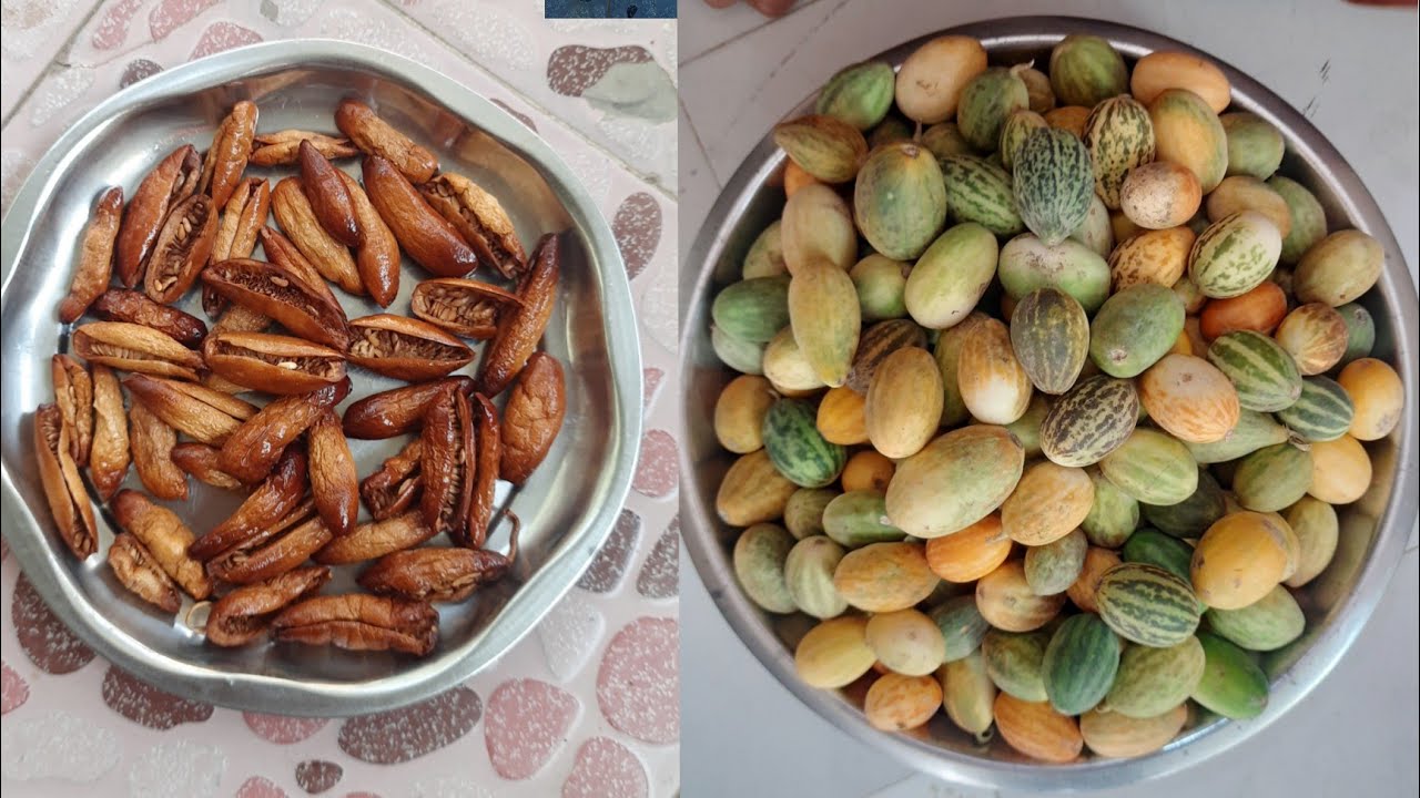 Organic Kothimba kachari #organic #kothimba #kachari #kothimba kachari ...