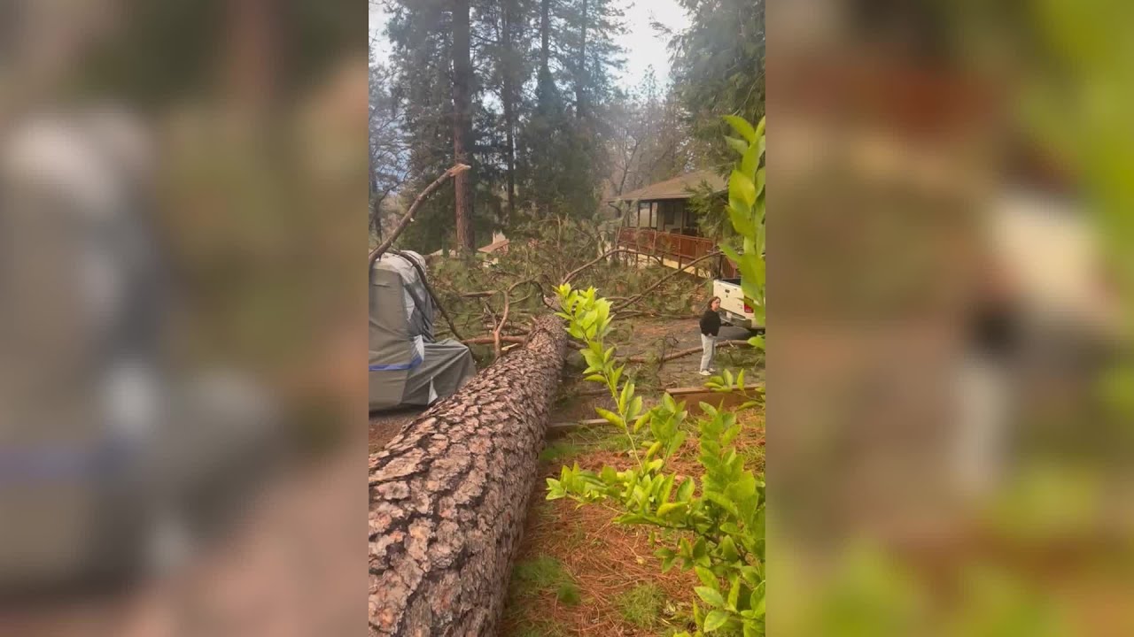 WATCH: Giant tree falls due to powerful winds, narrowly misses Grass ...