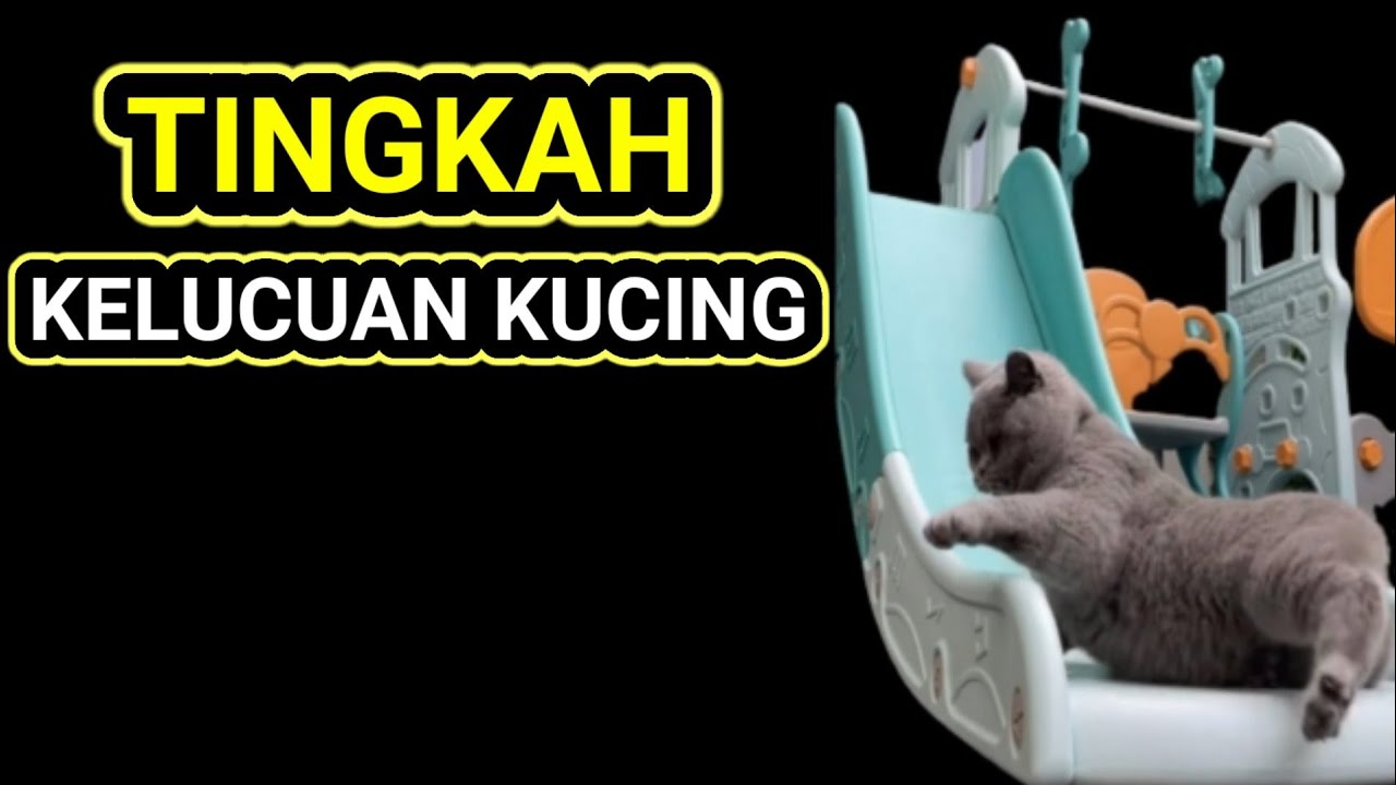 FUNNY CATS - YouTube